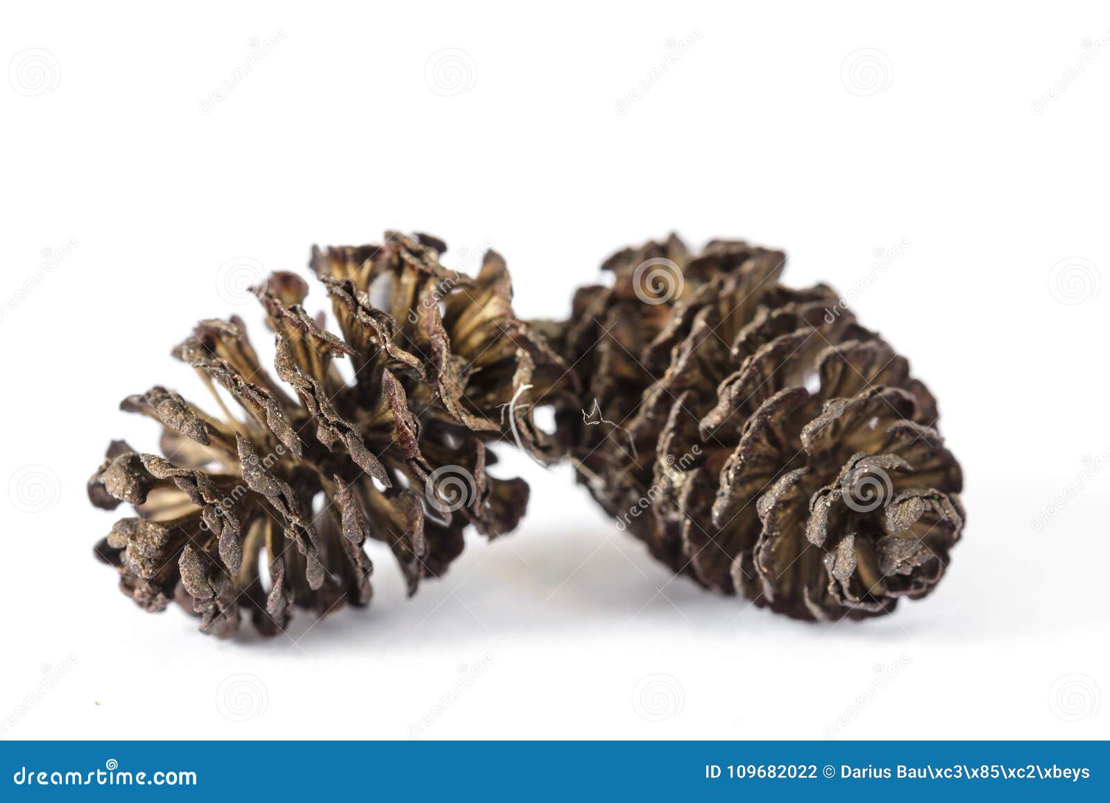 Aliso Blanco Fotos De Stock - Descarga 1,527 Fotos Libres de Derechos