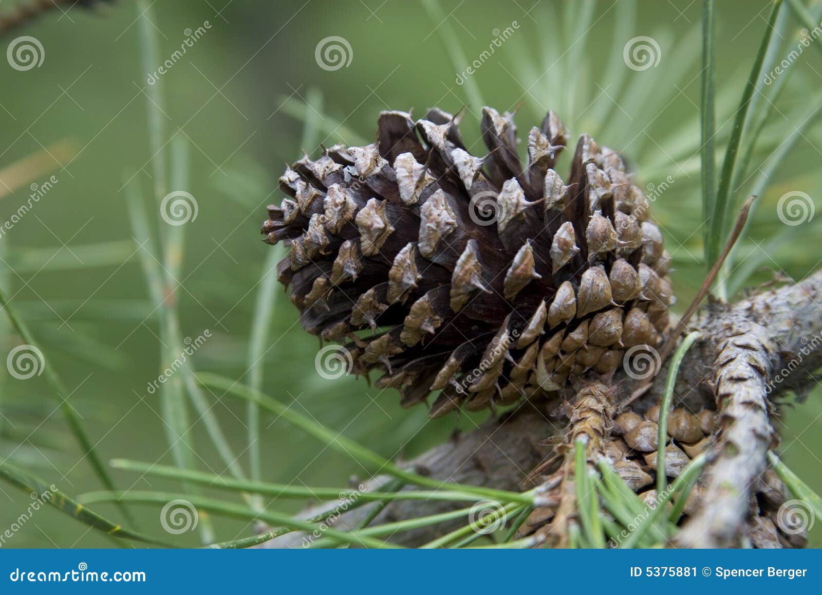 Cono del pino imagen de archivo. Imagen de ramificaciones - 5375881