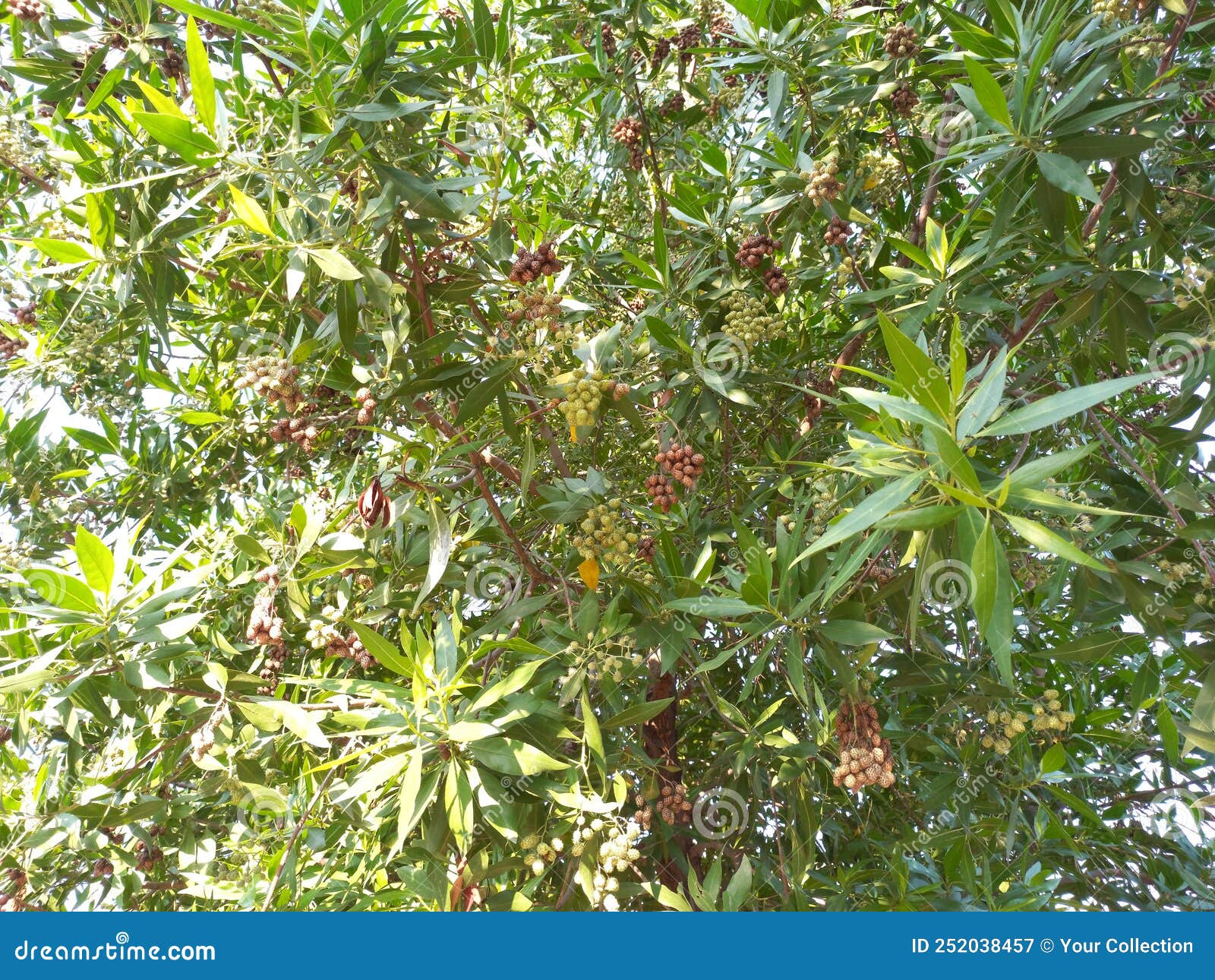 Conocarpus erectus plant stock image. Image of plant - 252038457