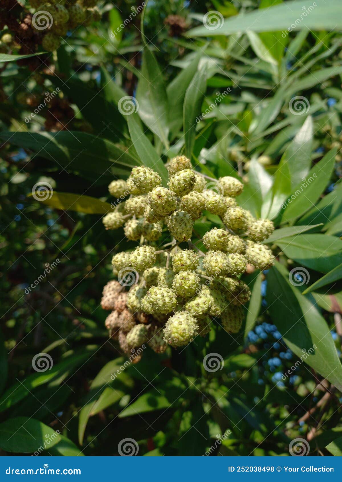 Conocarpus erectus plant stock photo. Image of twig - 252038498