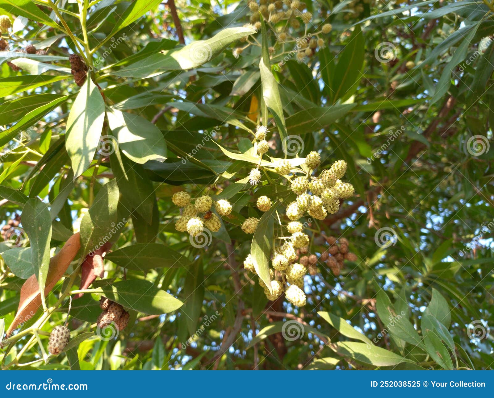 Conocarpus erectus plant stock image. Image of forest - 252038525