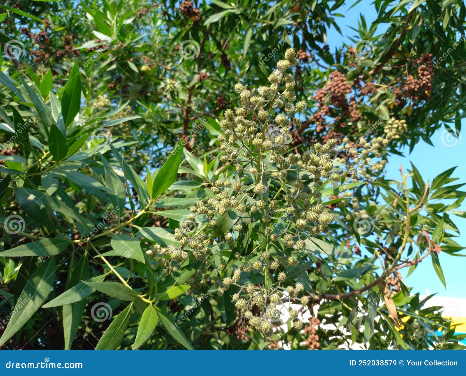 Conocarpus erectus plant stock image. Image of conocarpus - 252038579