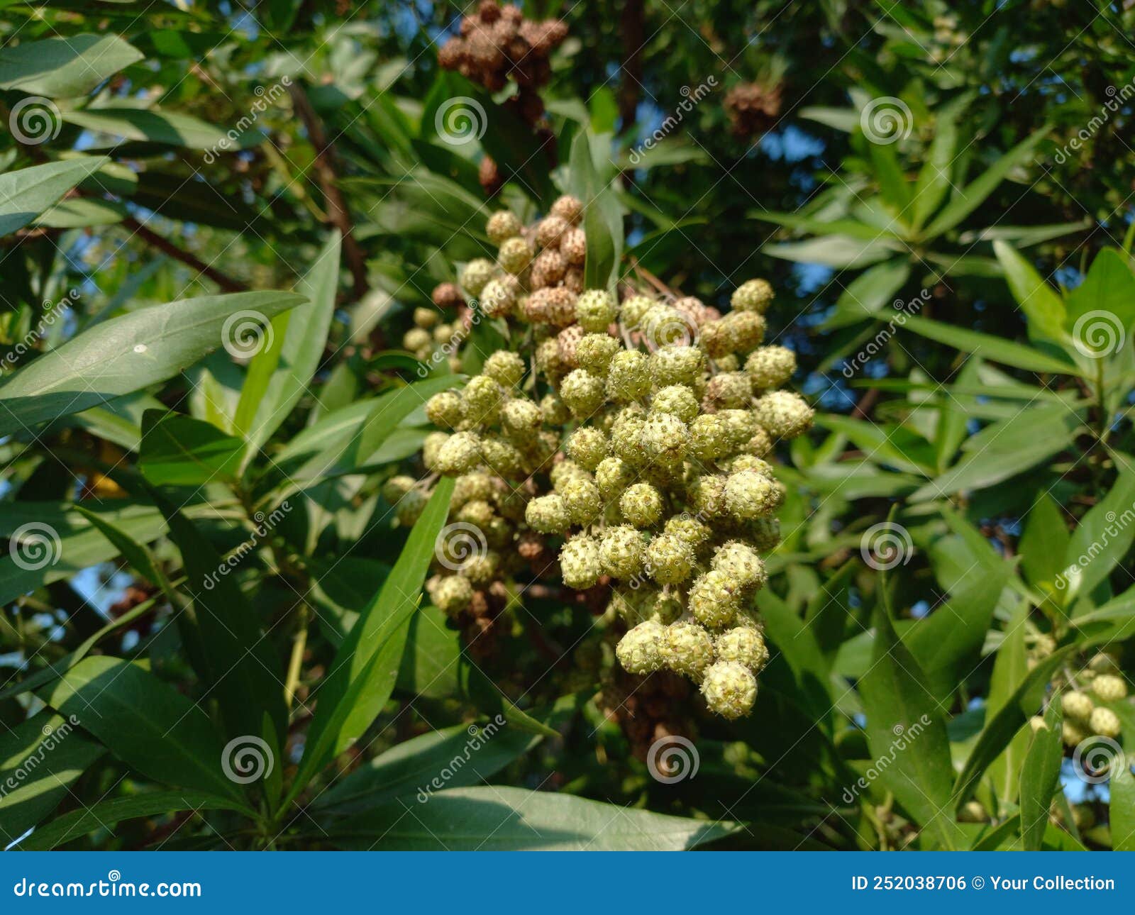 Conocarpus erectus plant stock photo. Image of fruit - 252038706