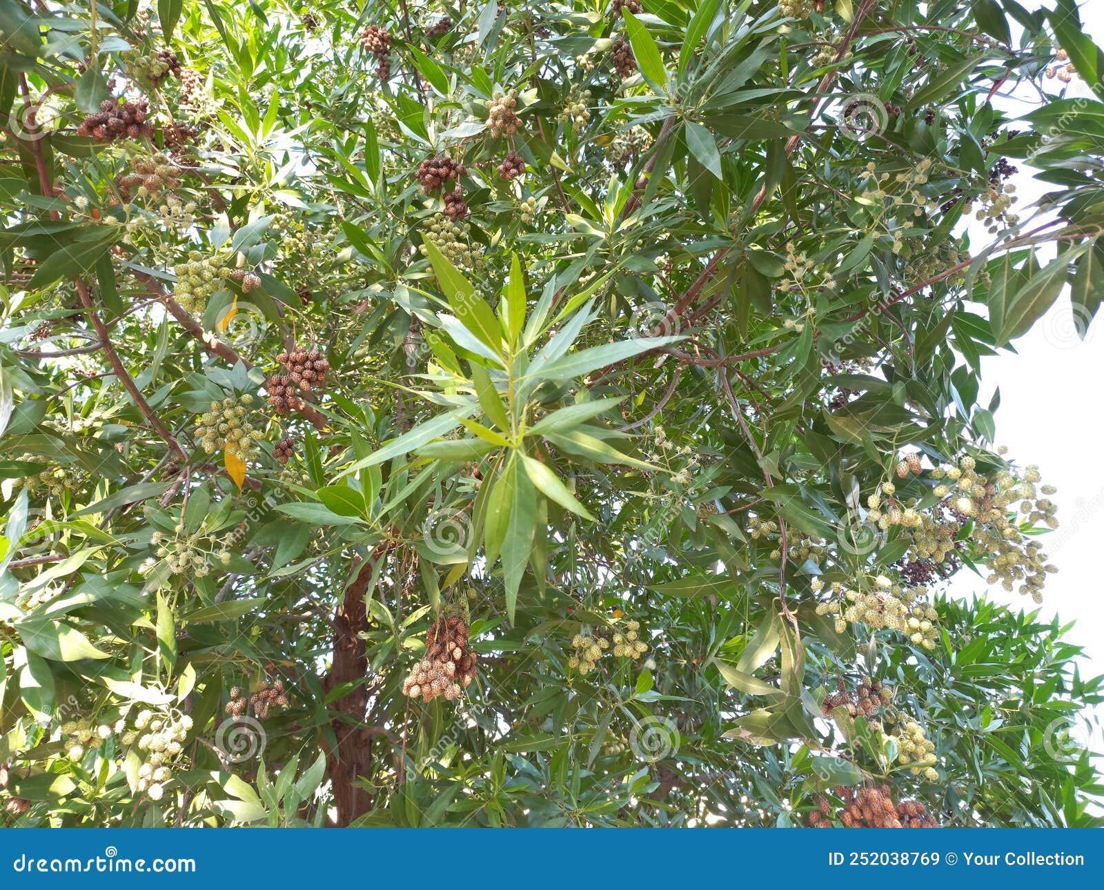 Conocarpus erectus plant stock image. Image of branch - 252038769