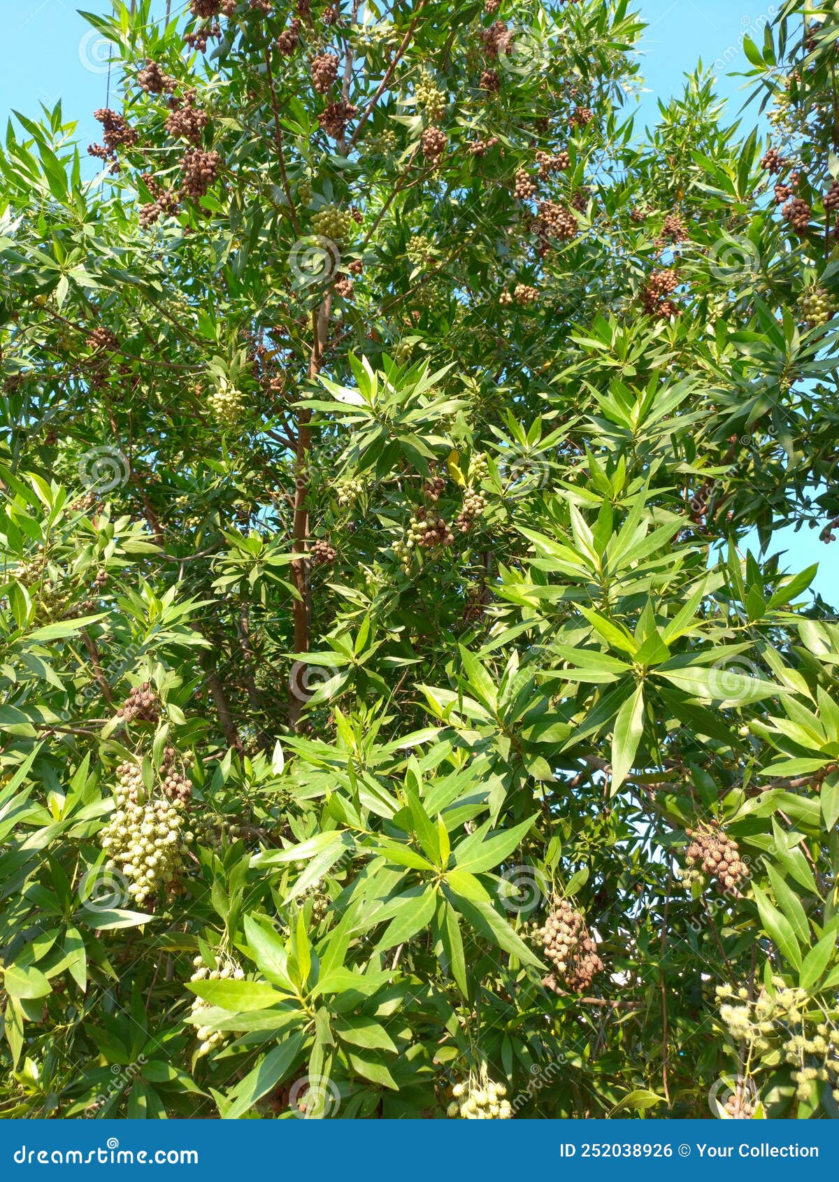Conocarpus Erectus