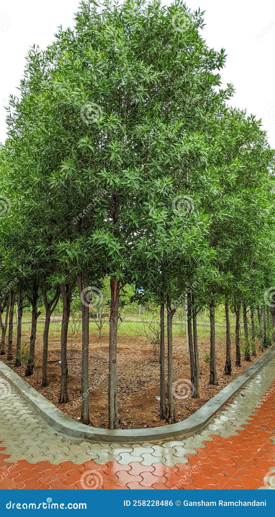 Conocarpus Tree Found in Tropical Areas Like India Stock Photo - Image ...