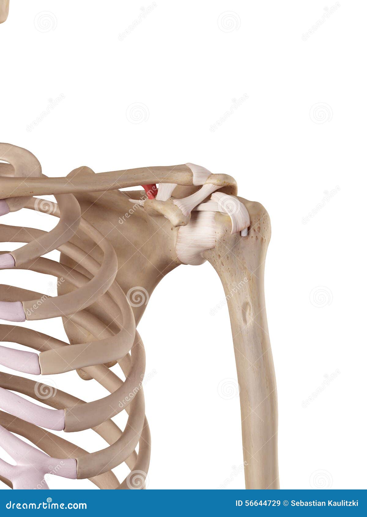 The conoid ligament stock illustration. Illustration of skeleton - 56644729