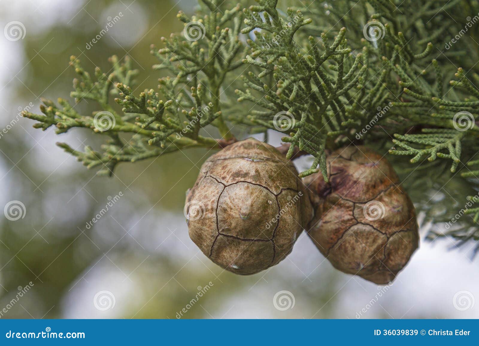 Conos de Cypress en árbol imagen de archivo. Imagen de meditar - 36039839