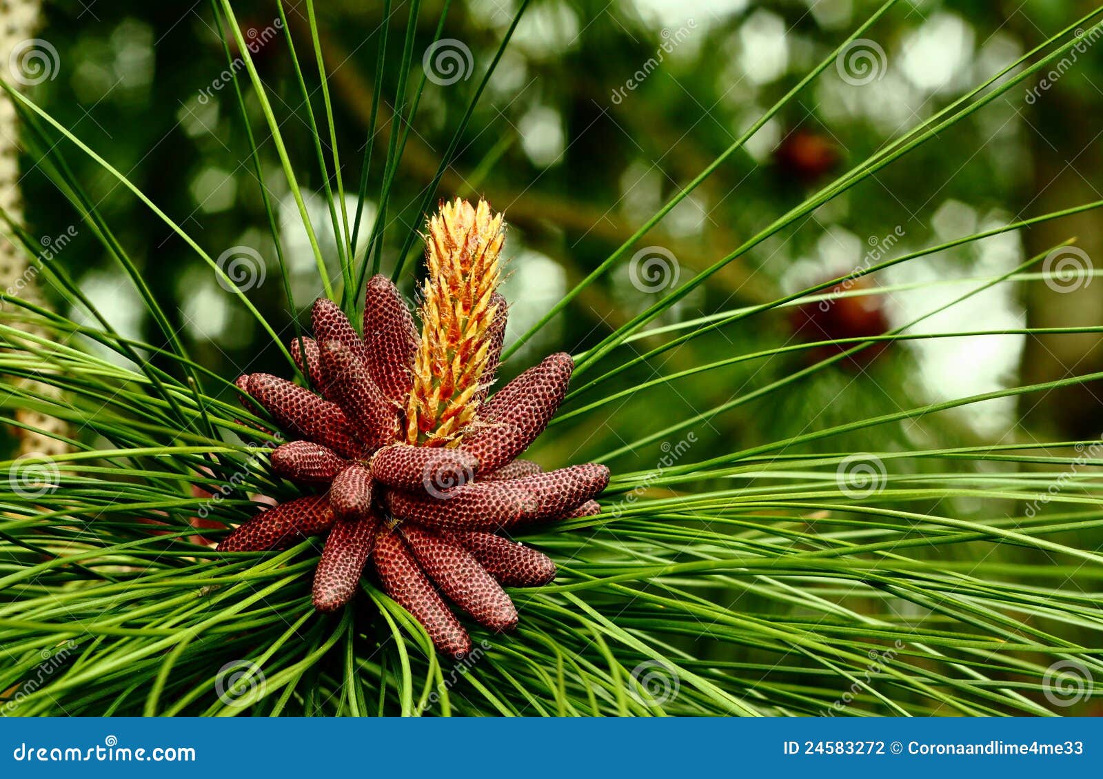 Conos Del Flor Del árbol De Pino Foto de archivo - Imagen de foto ...