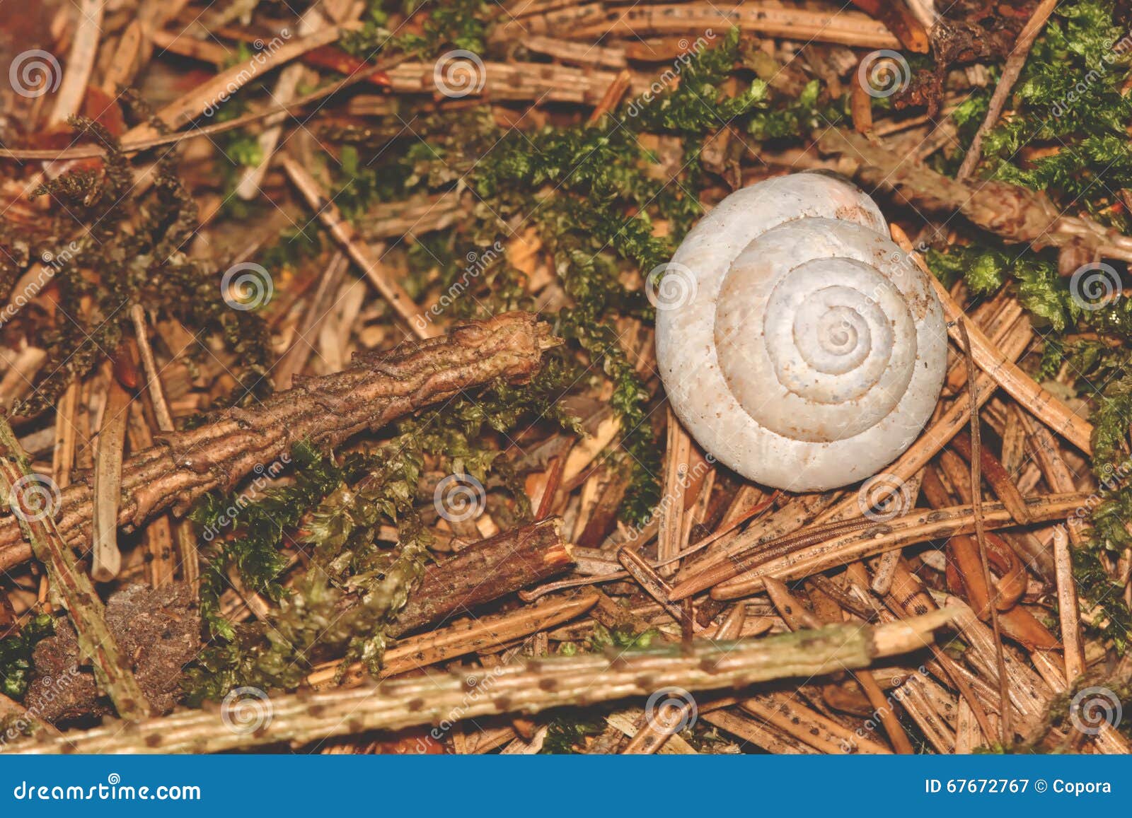 Conque D'escargot Sur Les Aiguilles De Pin Brun Image stock - Image du ...