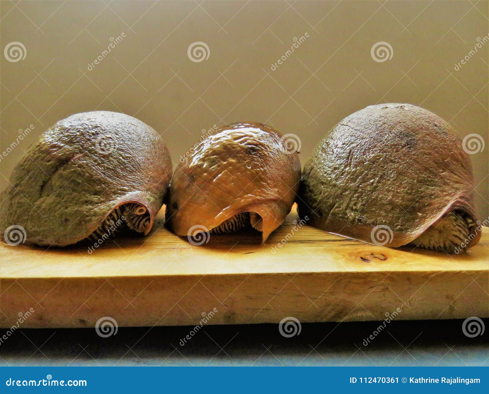 Conque Shell/grands Escargot/conchs Image stock - Image du escargot ...