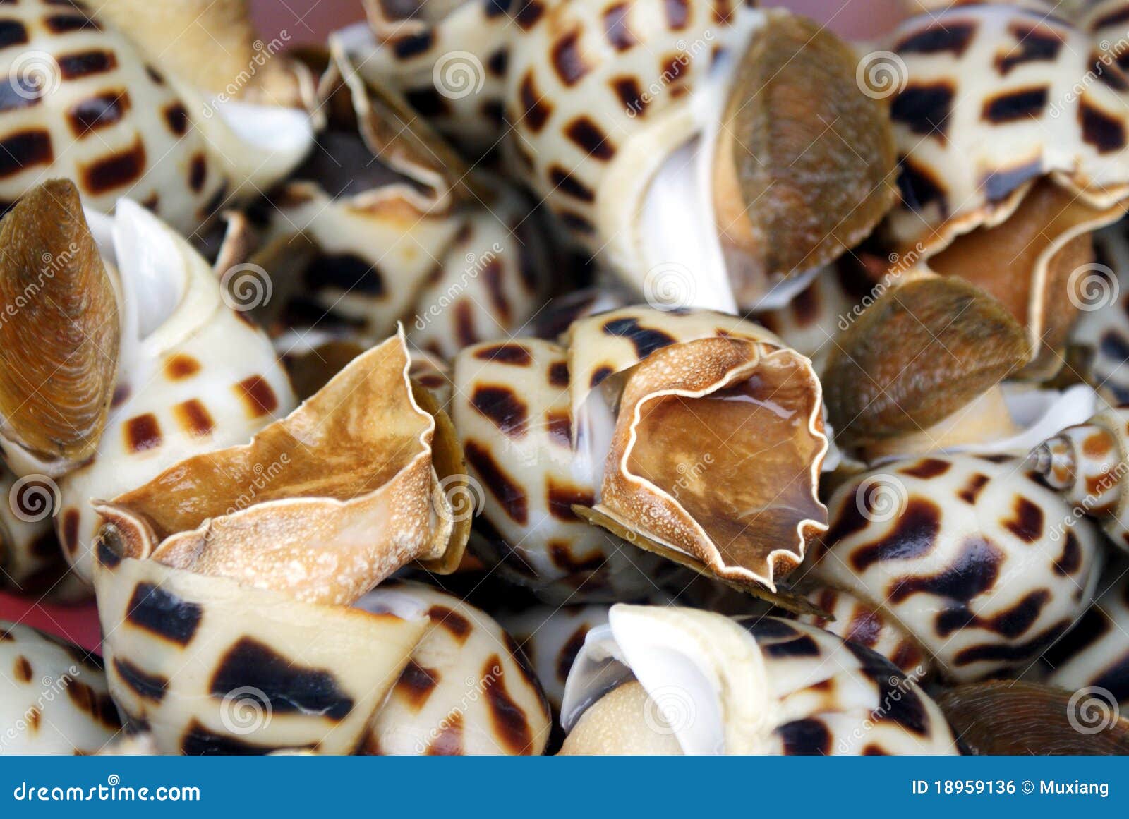 Conque Vivante D'escargot De Mer Photo stock - Image du chinois ...