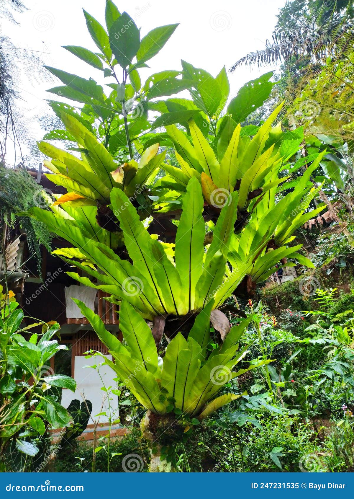 Consecutive kadaka orchids stock image. Image of food - 247231535