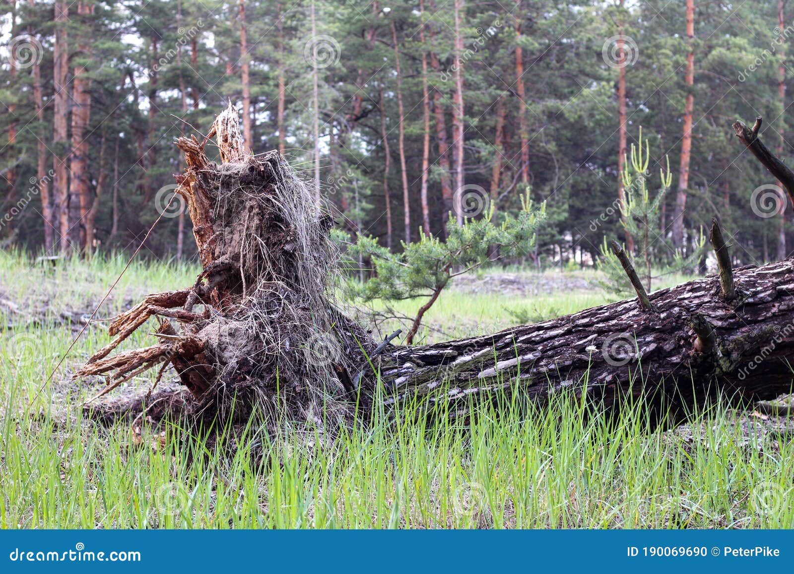 The Consequence of a Severe Hurricane. the Root of a Tree Torn from the ...