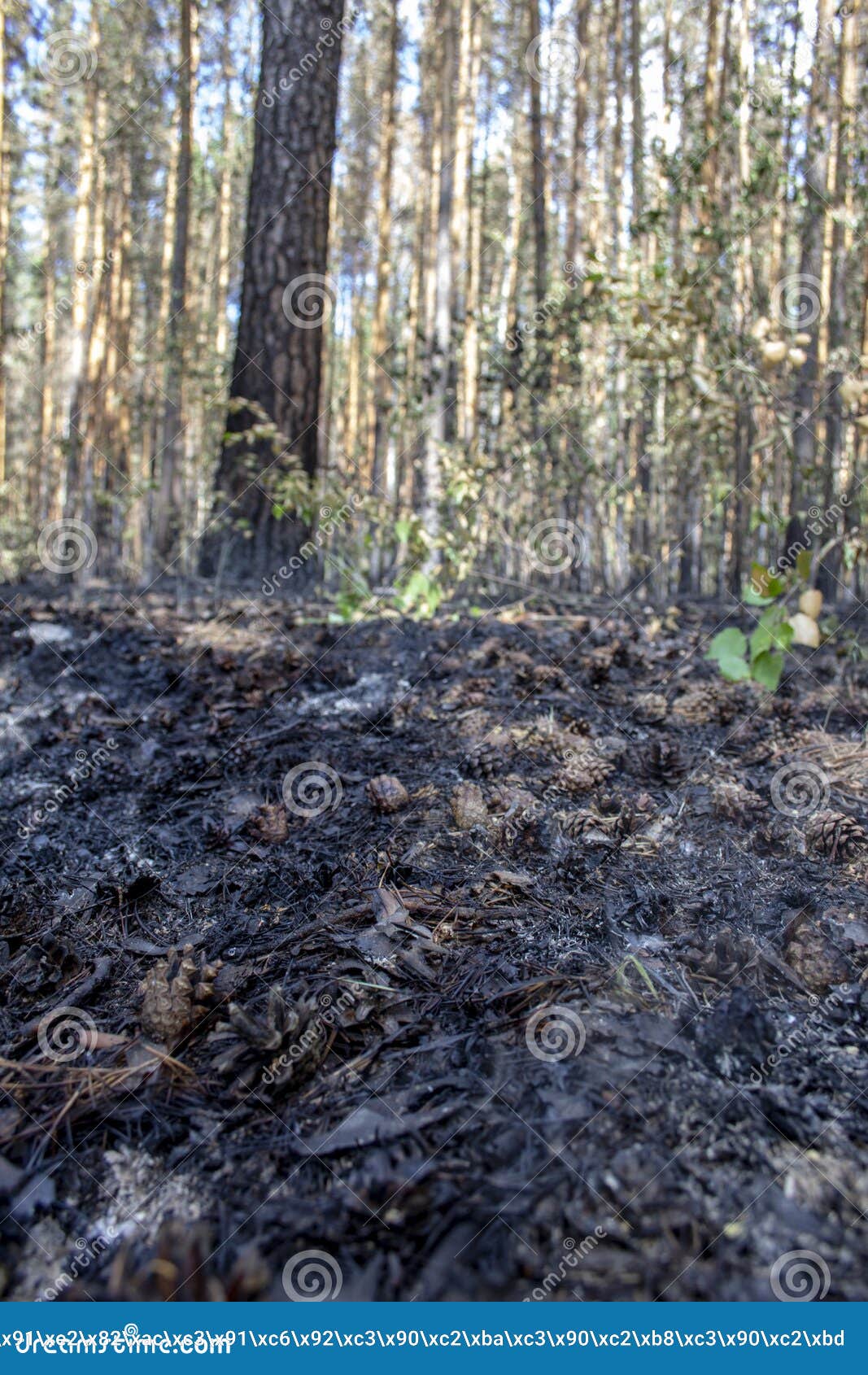 The Consequences of a Fire in the Forest Stock Photo - Image of needles ...
