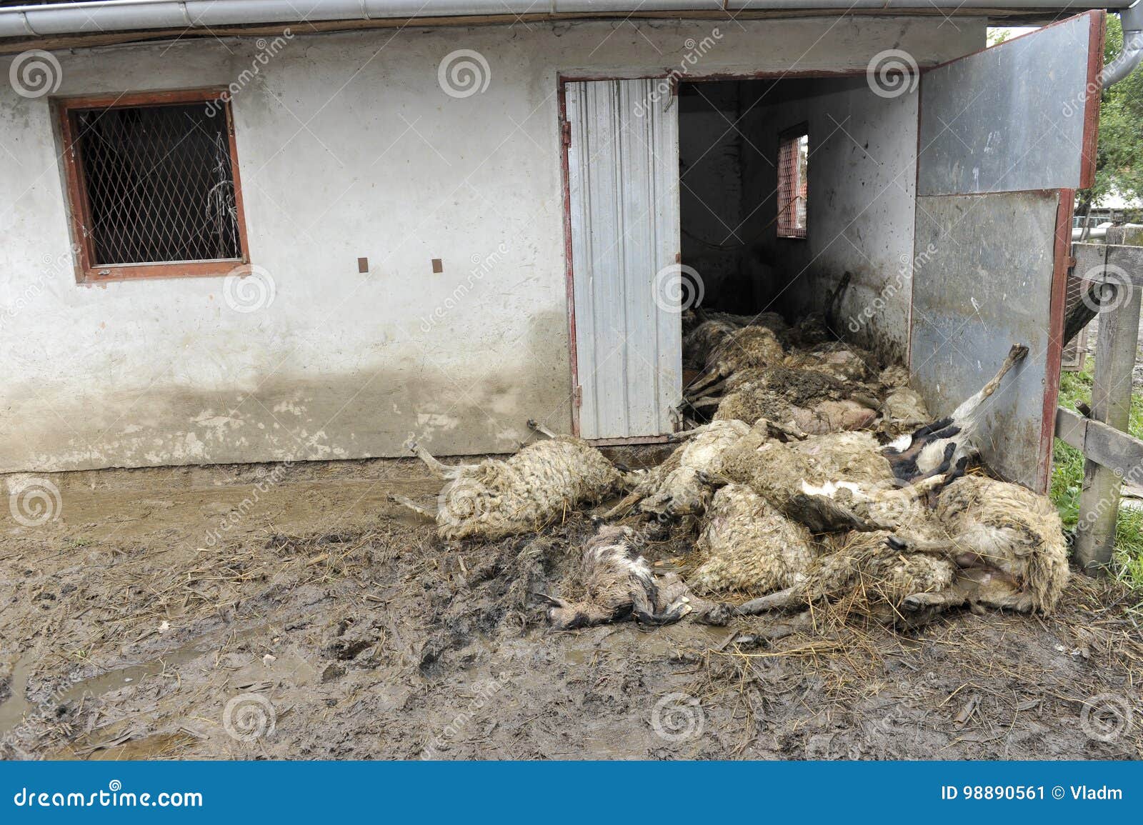 The Consequences of Flooding, Dead Sheep in Front of Stable. Editorial ...