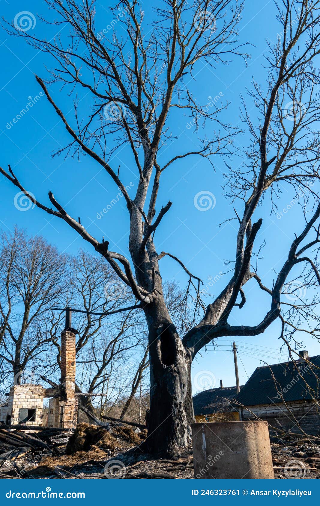 The Consequences of a Forest Fire and Arson of Dry Foliage. Charred ...