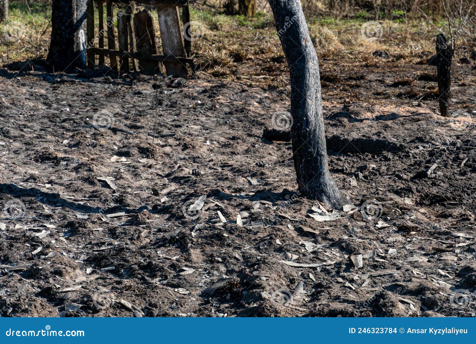 The Consequences of a Forest Fire and Arson of Dry Foliage. Charred ...