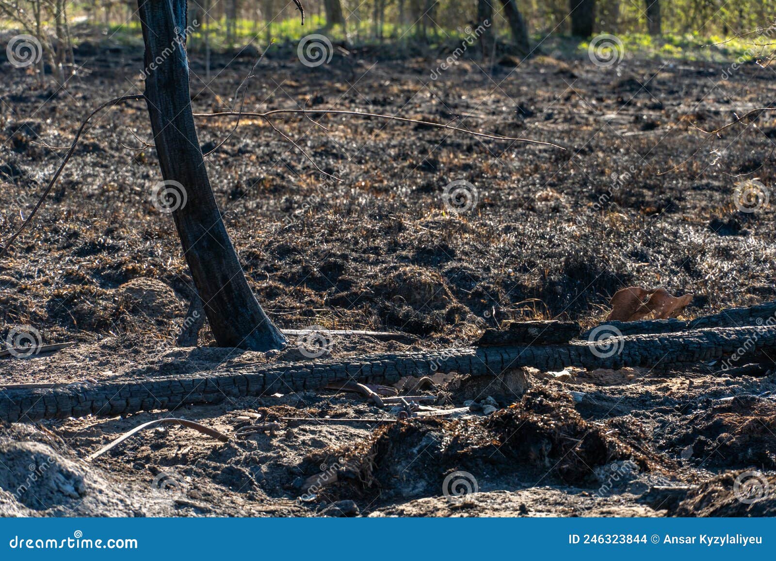 The Consequences of a Forest Fire and Arson of Dry Foliage. Charred ...