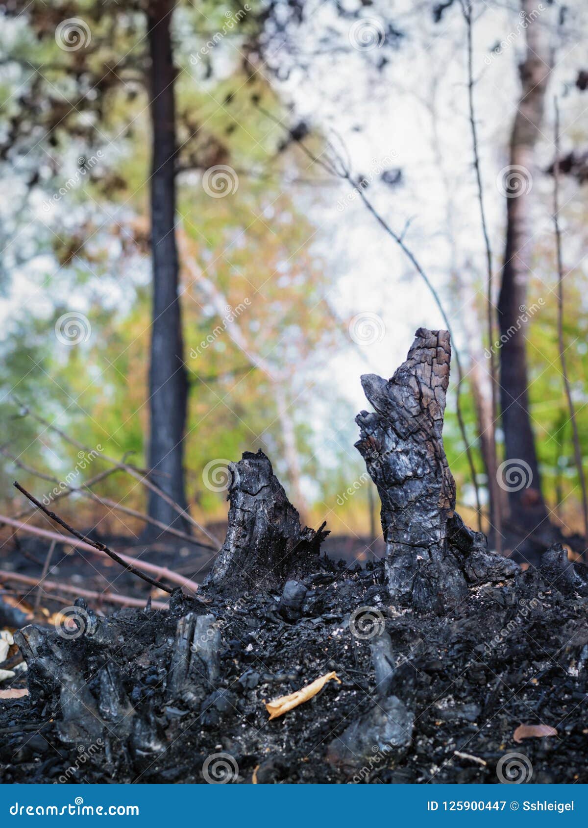 The Consequences of Forest Fires, the Ashes of Burnt Trees Stock Image ...