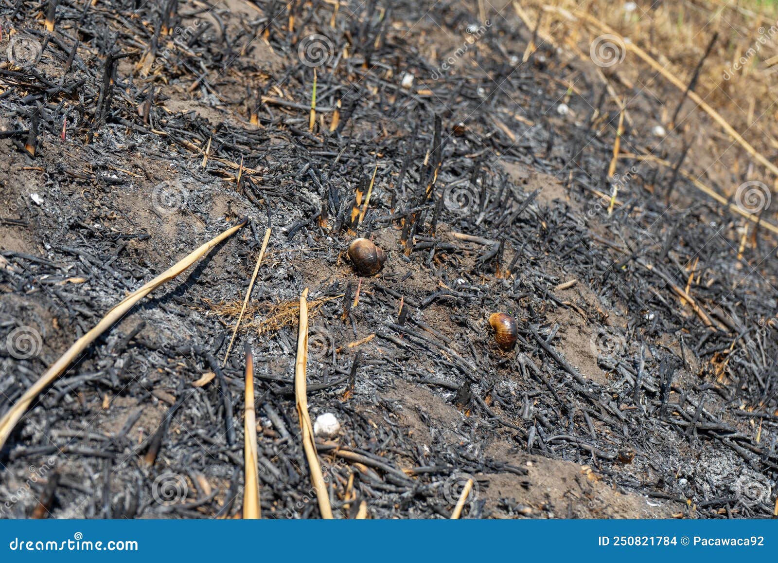 Consequences of Grass Fire. Burnt Earth and Snail Shells after Burning ...