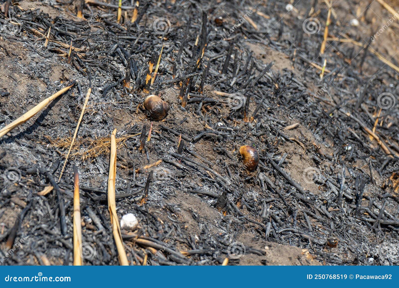 Consequences of a Grass Fire. Burnt Earth and Snail Shells after ...
