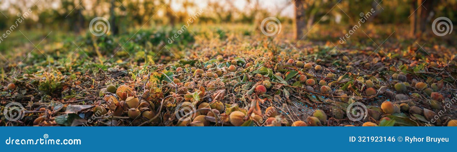 Consequences of Hail in Fruit Garden. Peaches Fell from Tree during a ...