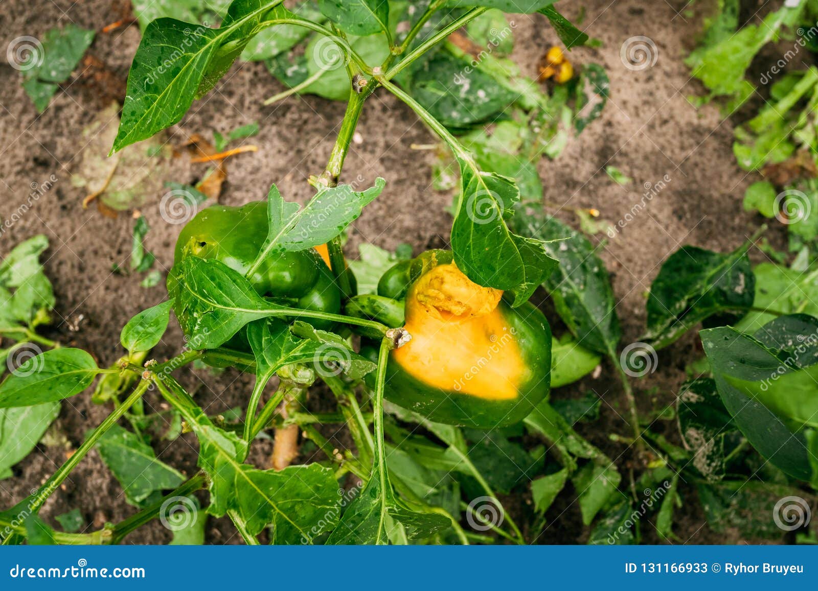 Consequences of Hail in Vegetable Garden. Broken Vegetables Pepp Stock ...