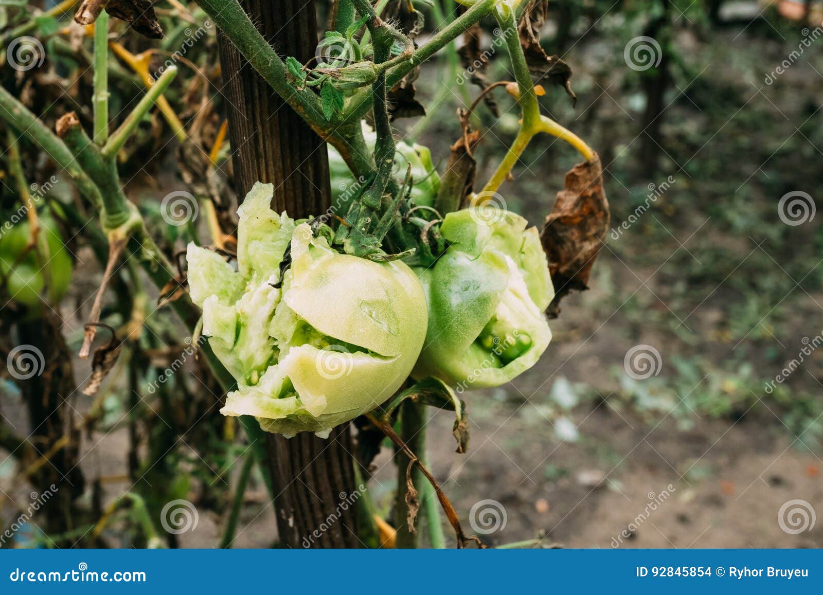 Consequences of Hail in Vegetable Garden. Broken Vegetables Tomatoes ...