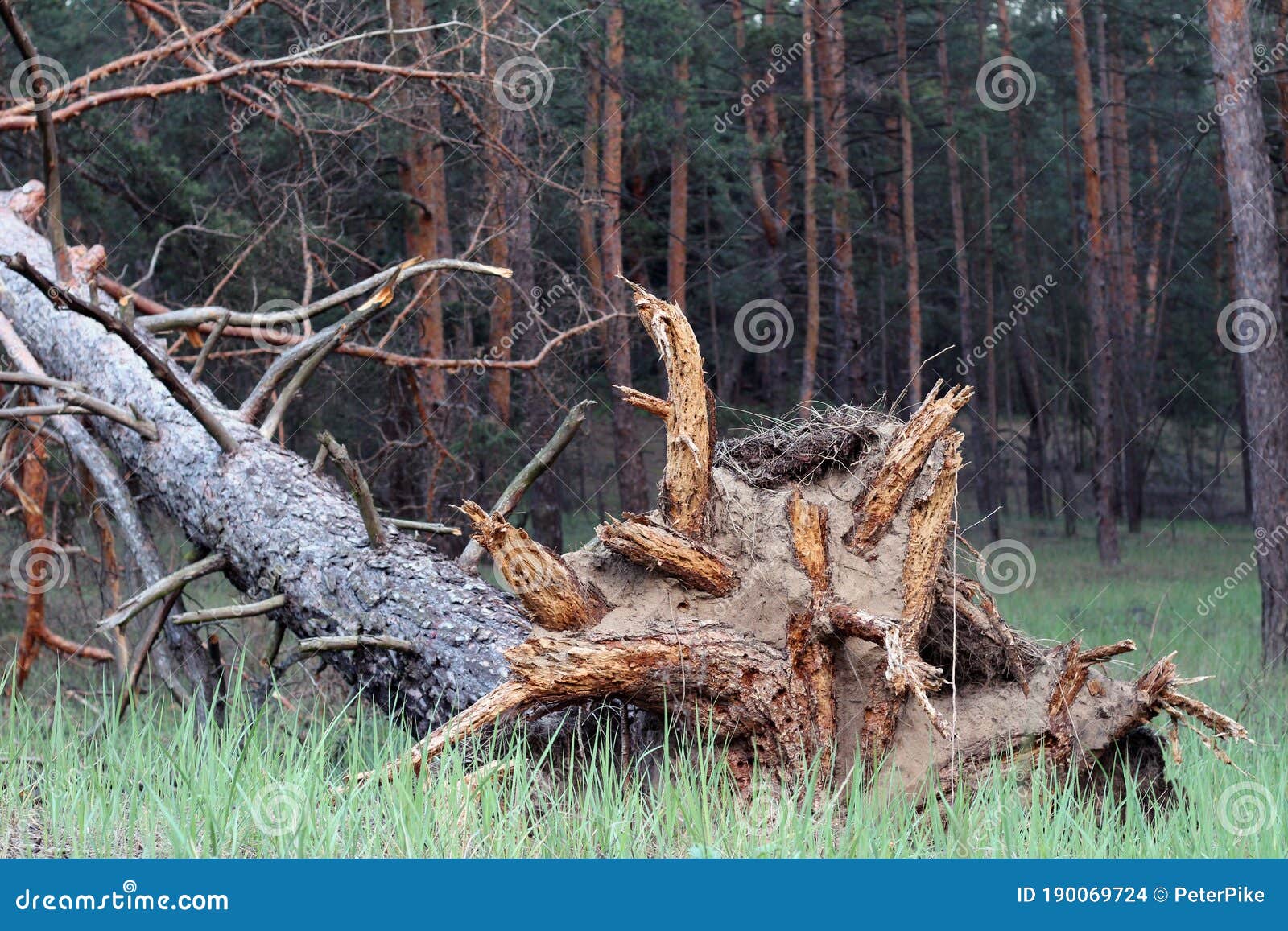 Consequences of a Natural Disaster in the Forest, Coniferous Tree Torn ...