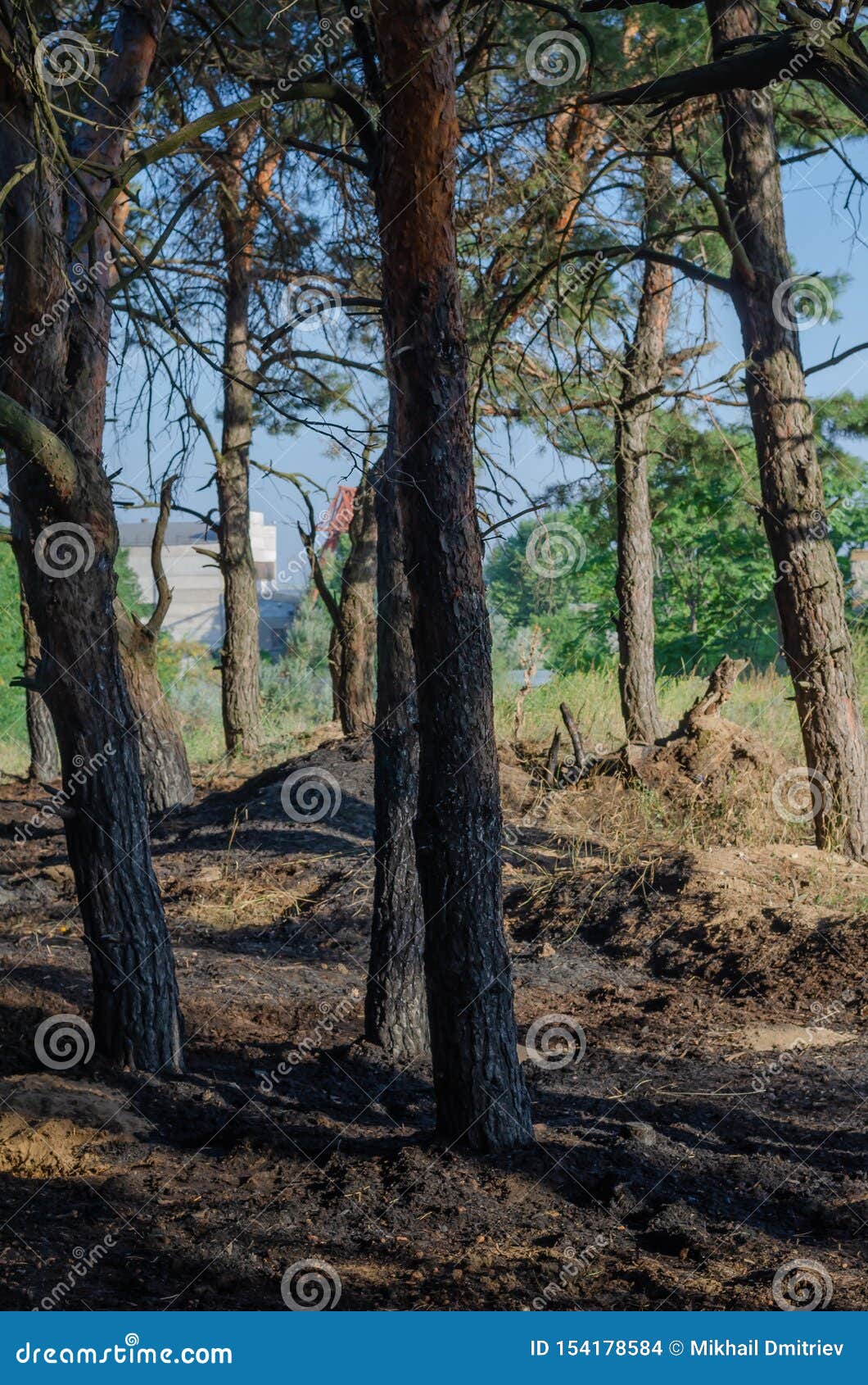 The Consequences of a Small Forest Fire. Burnt Tree Trunks and Burnt ...