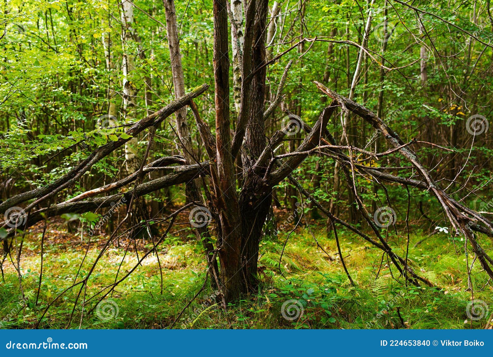 The Consequences of a Strong Wind in a Forest Stock Photo - Image of ...