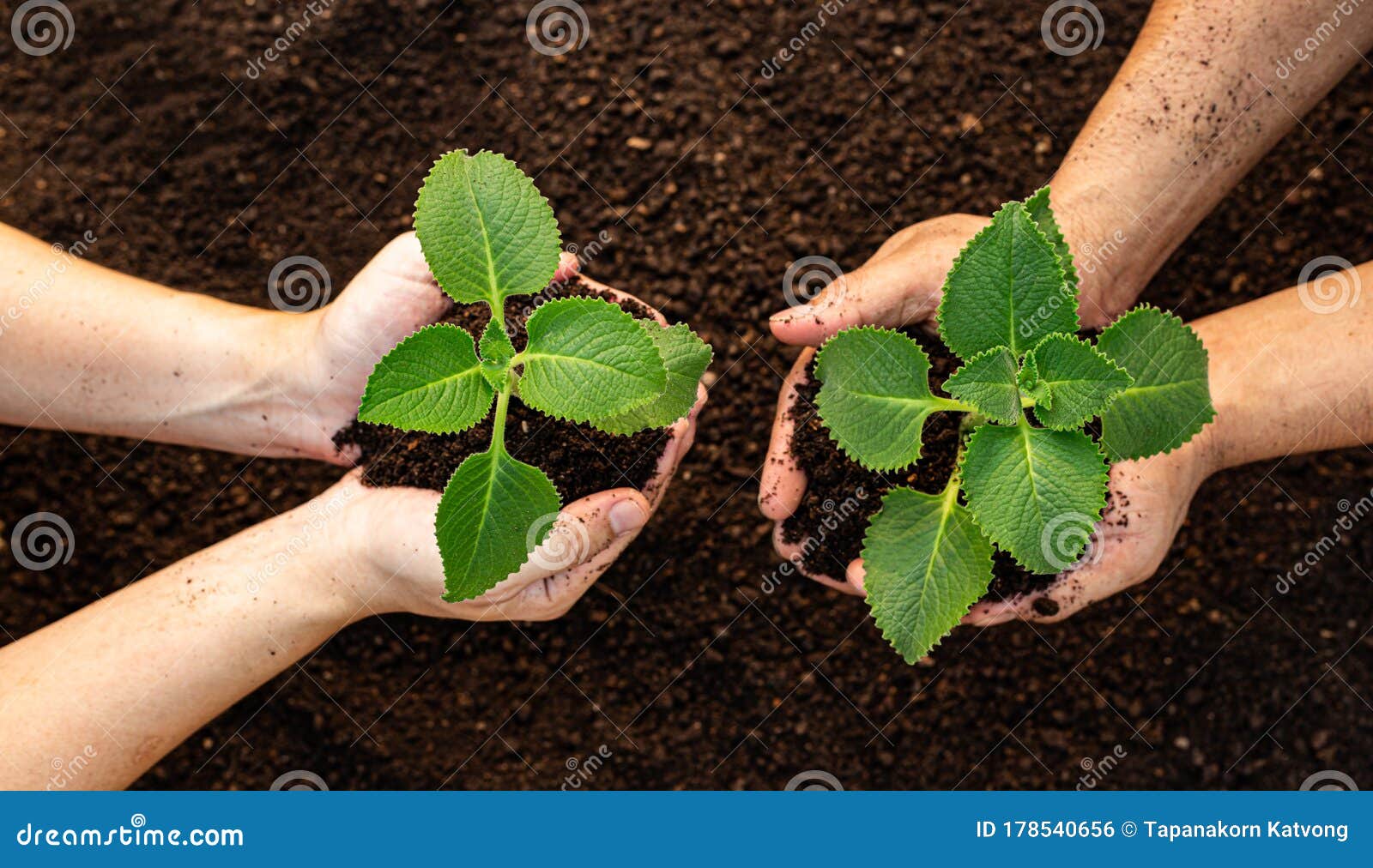 Conservation Of World Resources, Hand Of A Mans Holding A Tree To ...