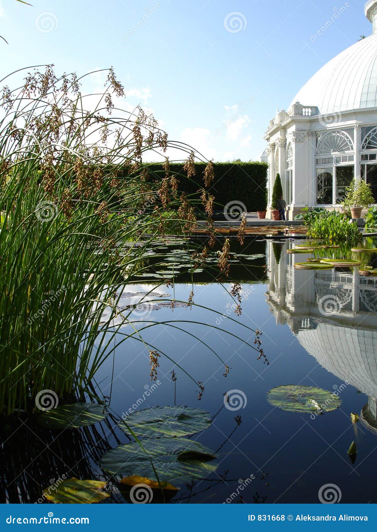 Conservatory Reflection in Pool Stock Photo - Image of mirrow, bronx ...