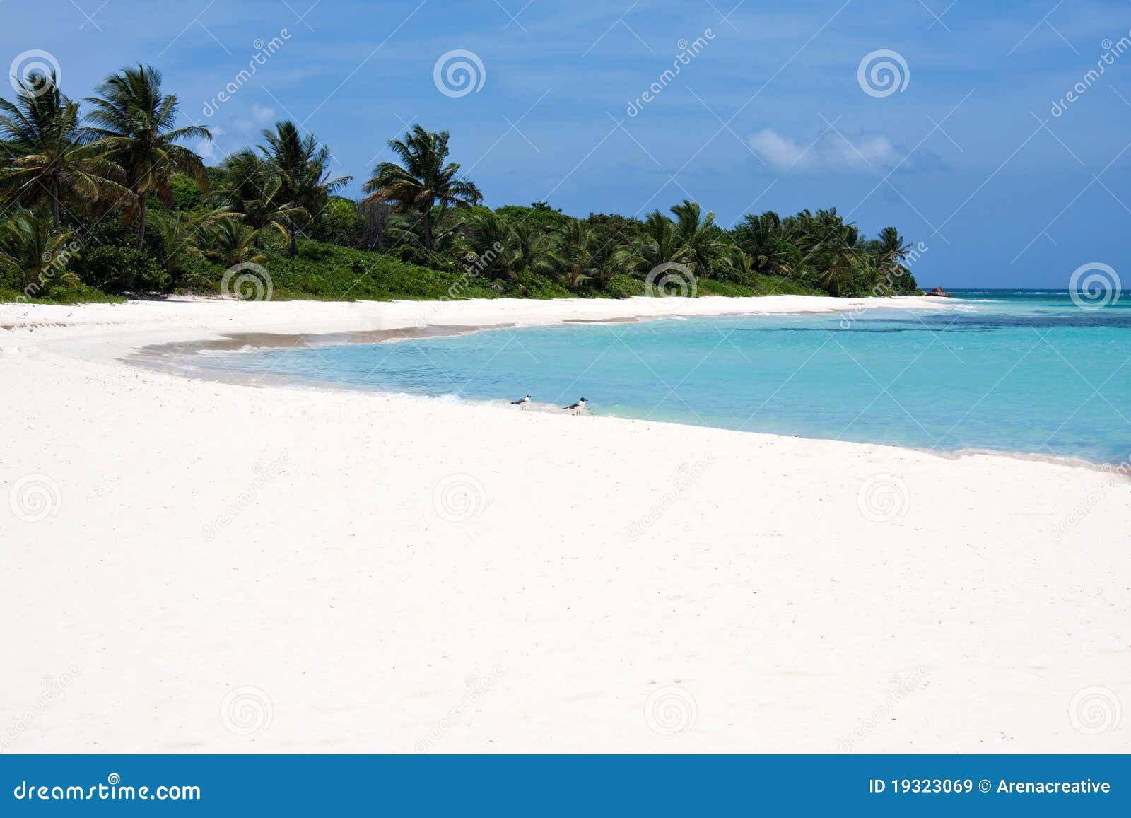 Console De Culebra Da Praia Do Flamenco Imagem de Stock - Imagem de ...