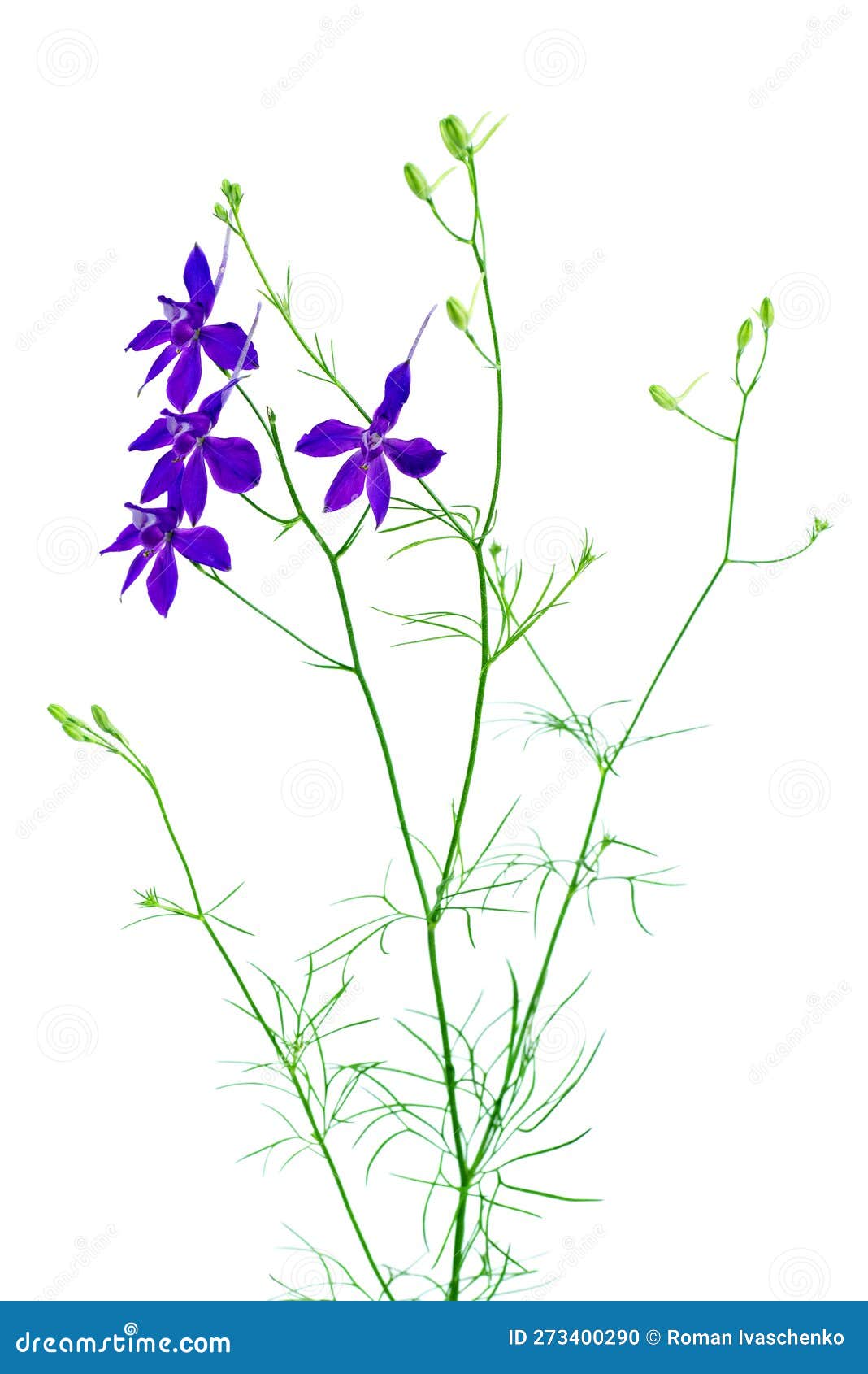 Consolida Regalis. Blue Wild Flower. Isolated On A White Royalty-Free ...