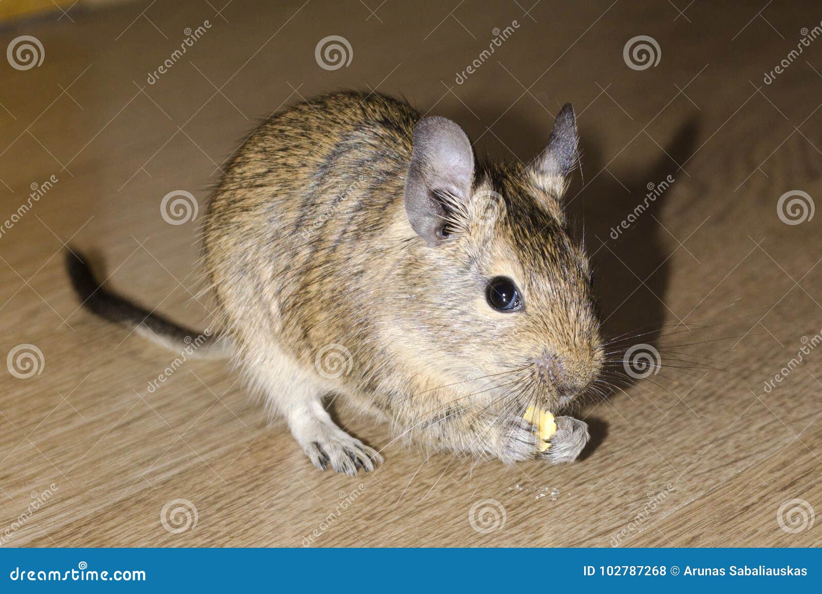 Consommation De Degu De Rongeur Photo stock - Image du nourriture ...