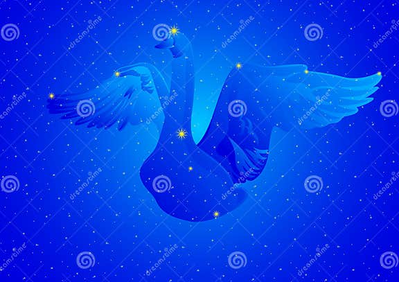 Constellation Cygnus stock vector. Illustration of drawing - 18611125