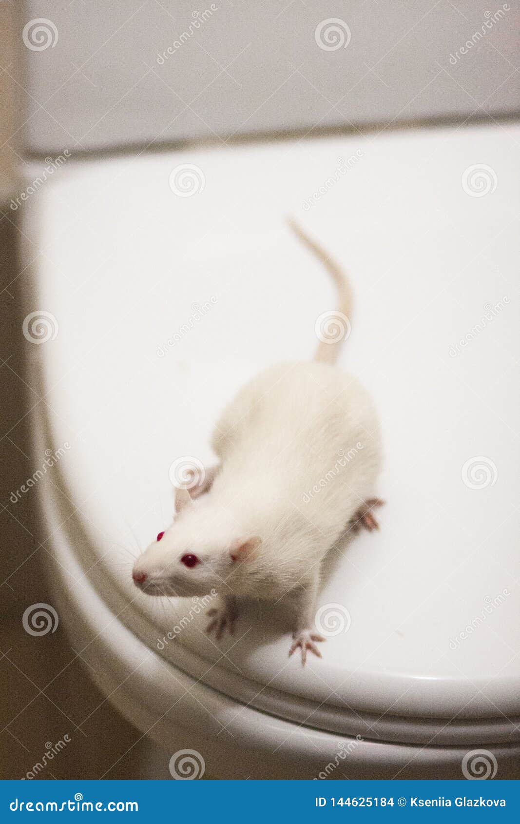 Constipation Concept. Mouse White on Stock Photo - Image of smart ...