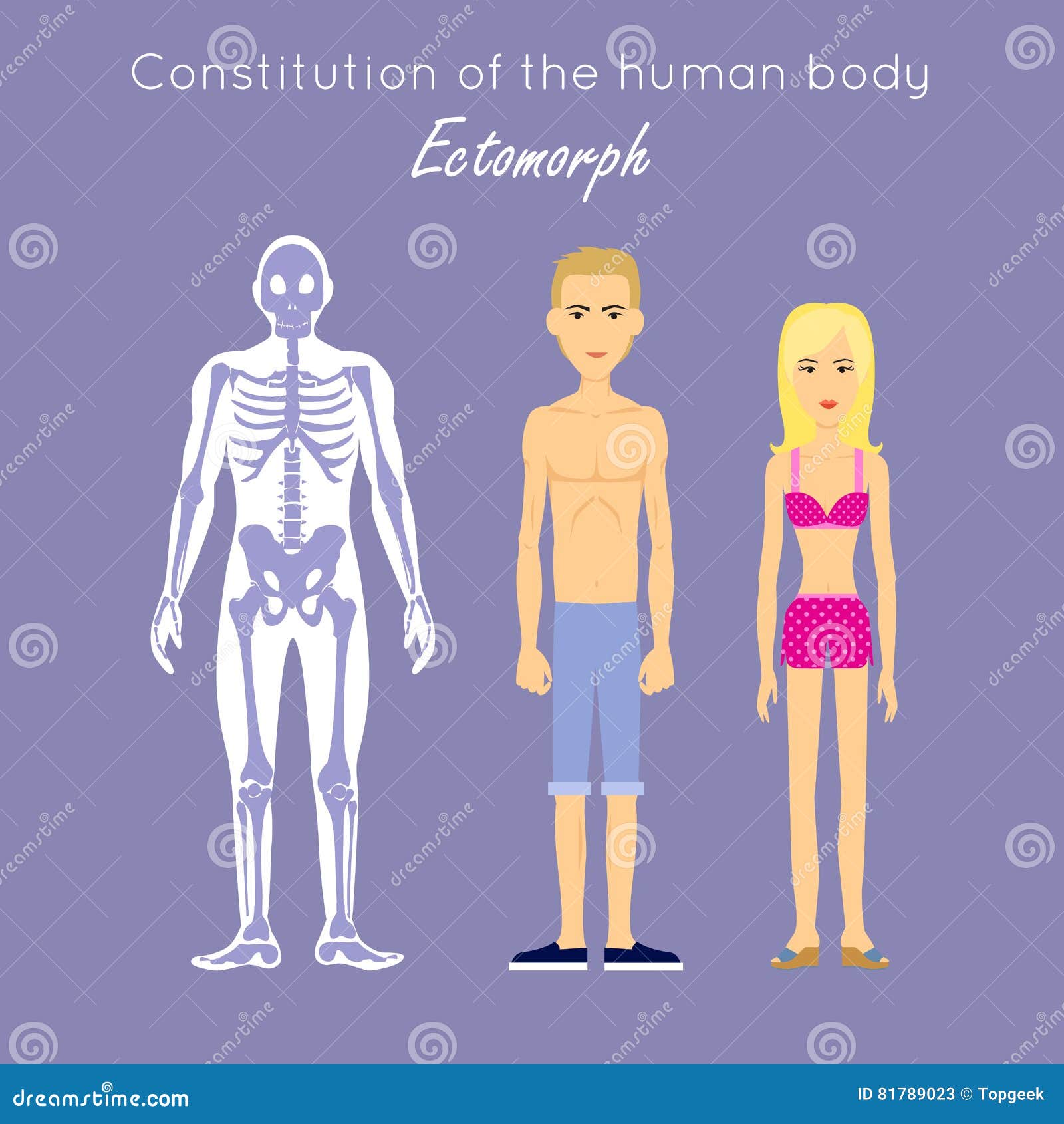 Constitution of Human Body. Ectomorph Stock Vector - Illustration of ...
