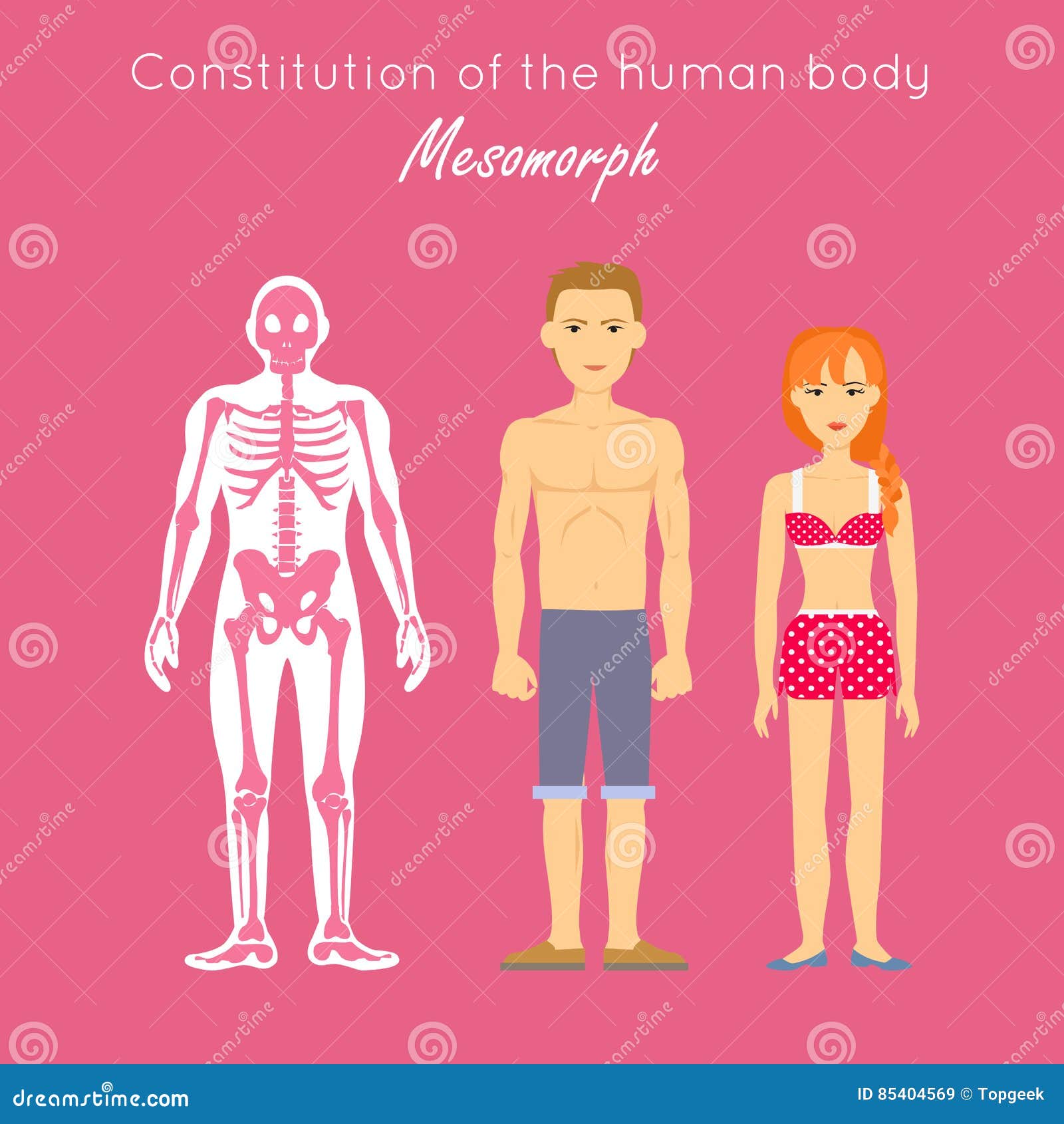 Constitution Of Human Body. Mesomorph. Vector | CartoonDealer.com #85404569