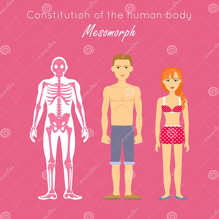 Constitution of Human Body. Mesomorph. Vector Stock Vector ...