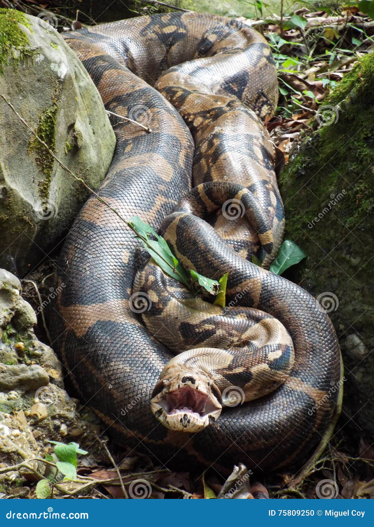 Constrictor De Boa Salvaje Enorme Foto de archivo - Imagen de enorme ...