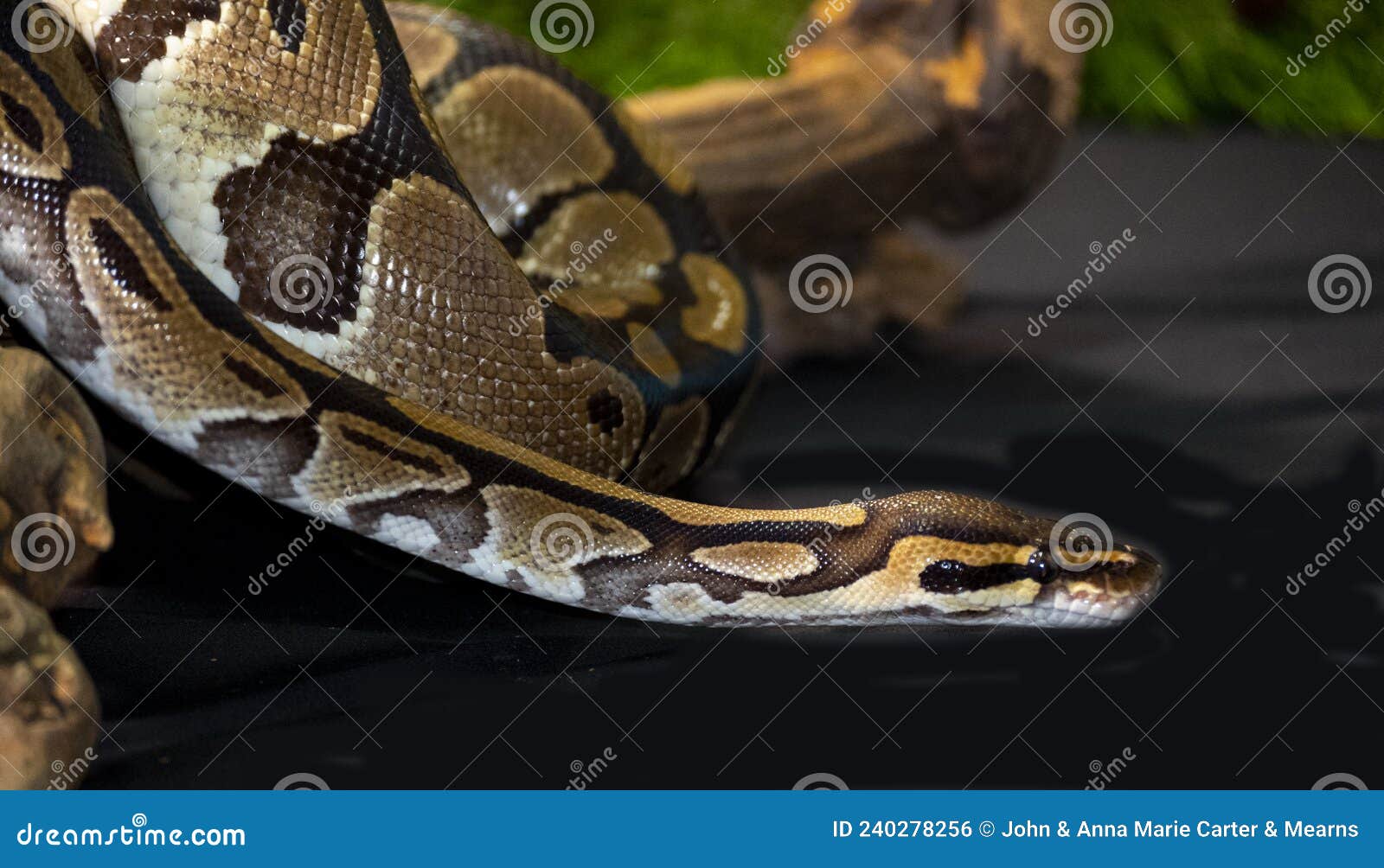Constrictors Python on a Black Background Also on Tree Stock Photo ...