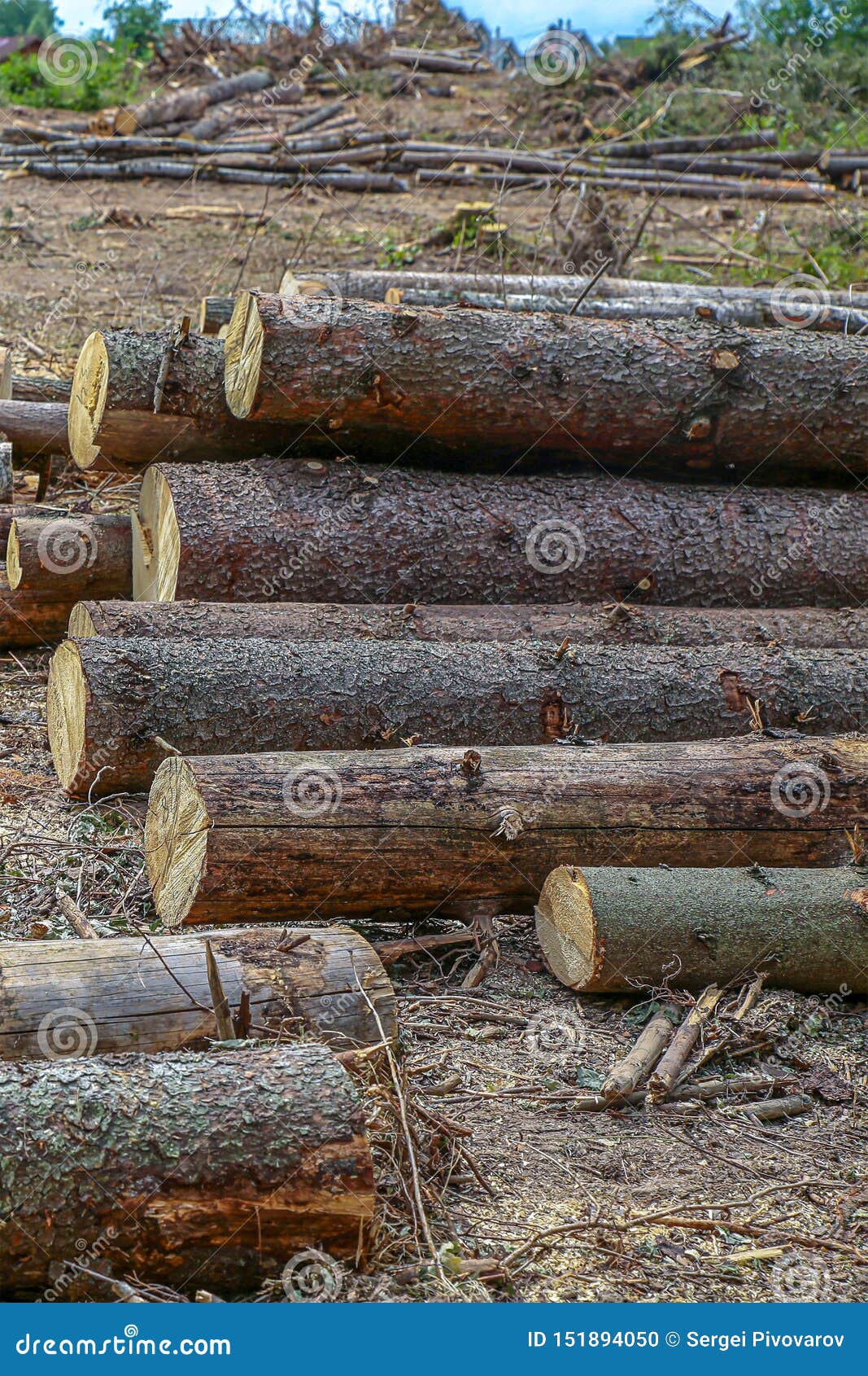 Construction Clearing Glade Edge of the Forest Logging Pine Trunks ...