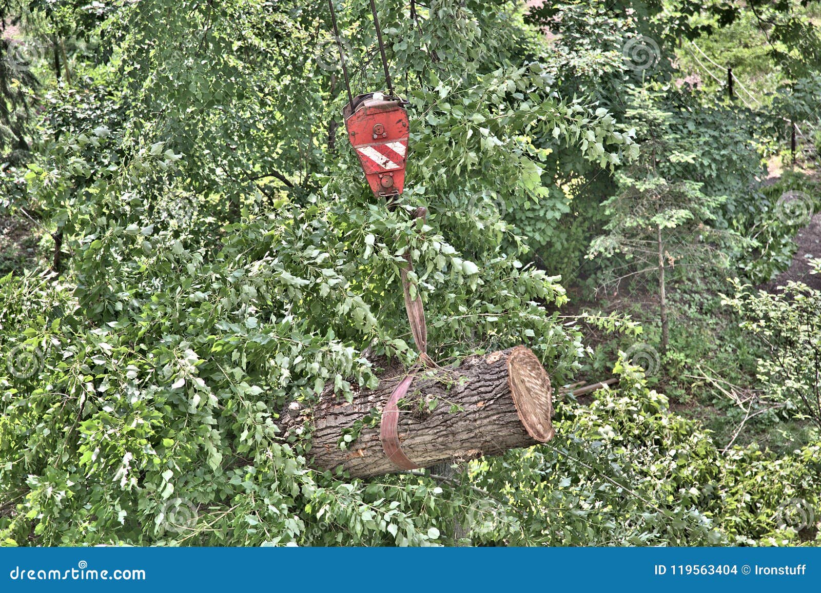 Crane hook and tree stock photo. Image of blockage, cord - 119563404