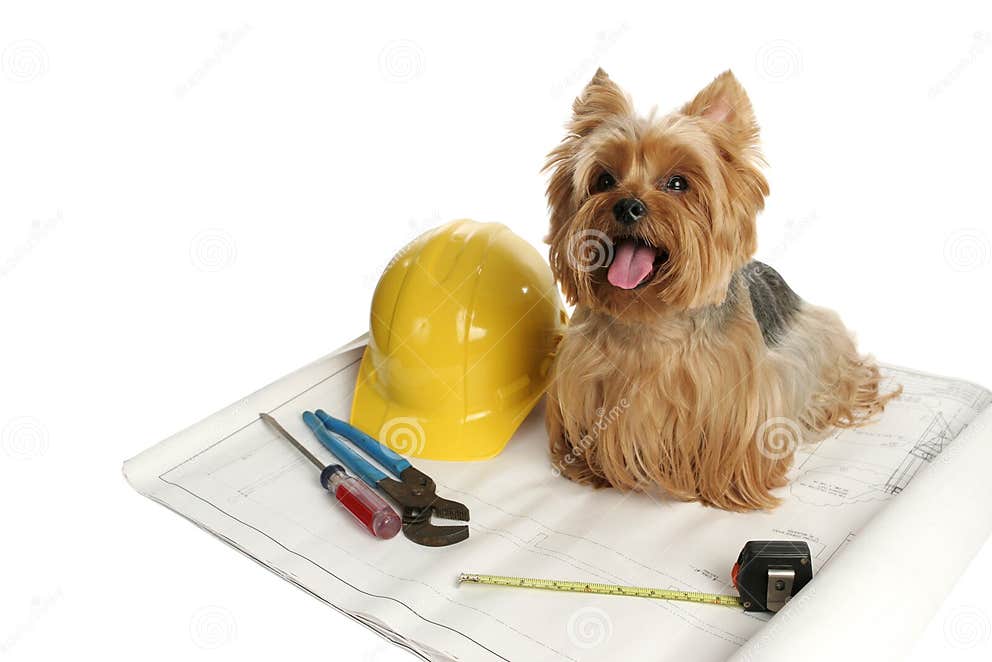 Construction Dog stock photo. Image of building, foreman - 1098562