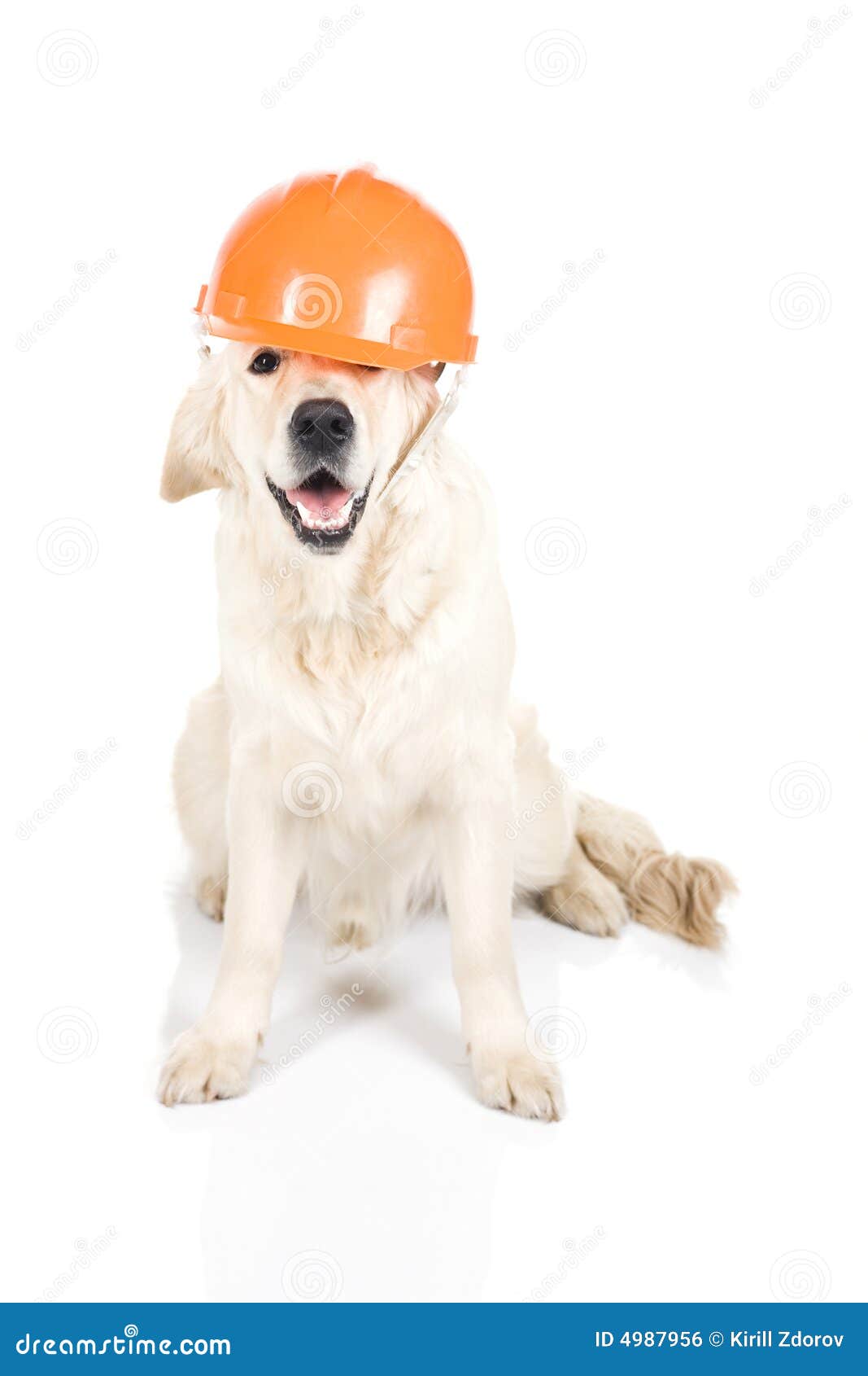 Construction dog stock photo. Image of retriever, obedient - 4987956