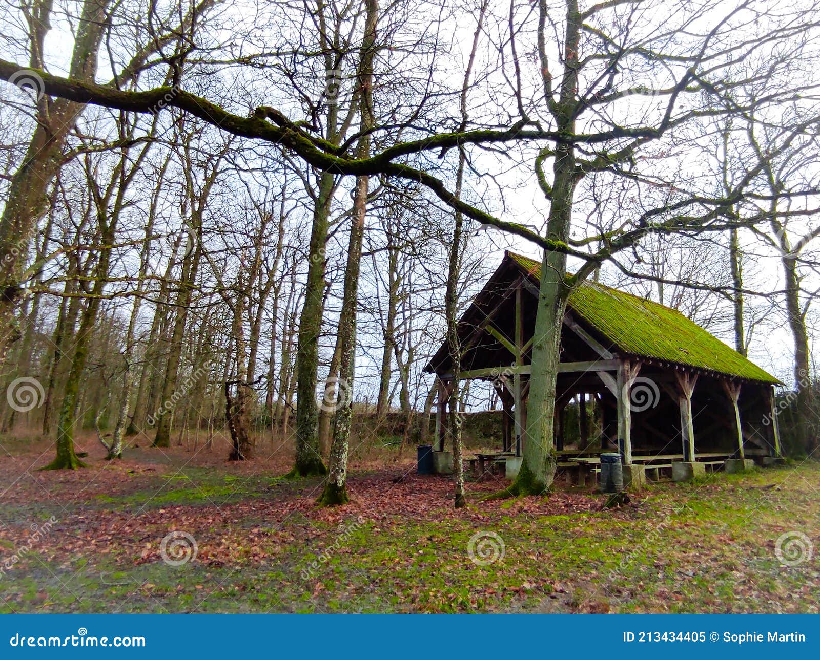 Construction in the forest stock image. Image of park - 213434405