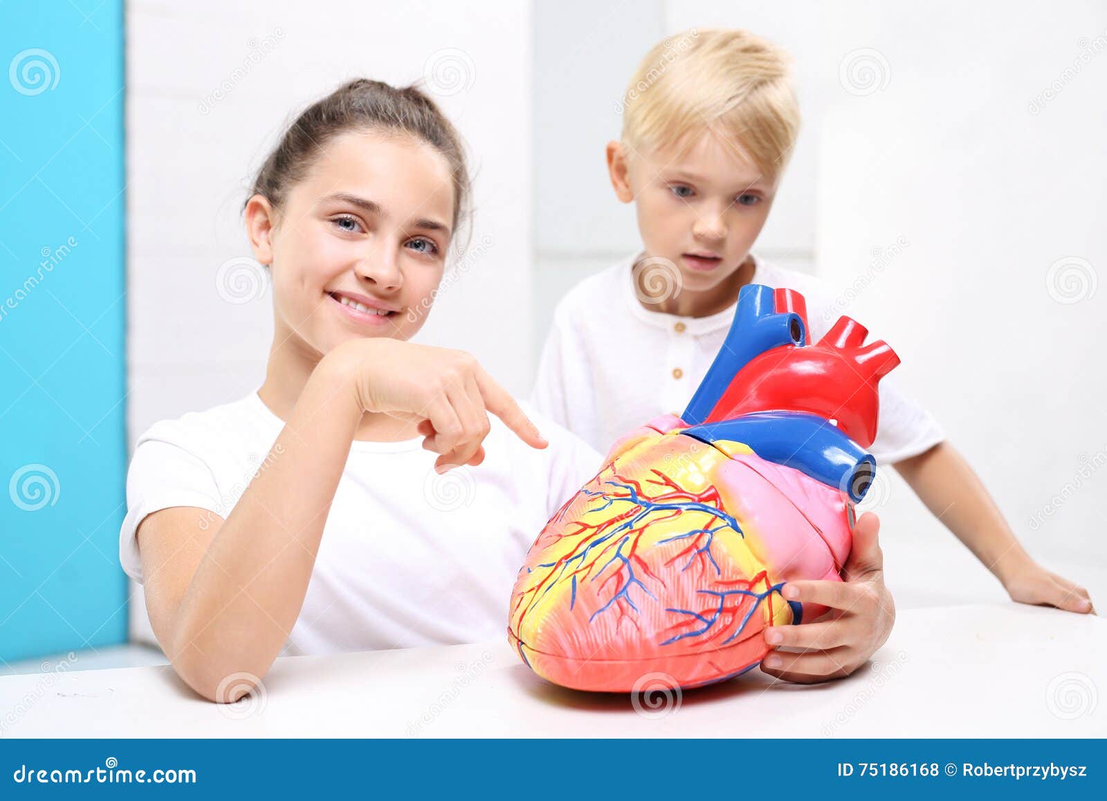 Construction of the heart. stock photo. Image of teaching - 75186168